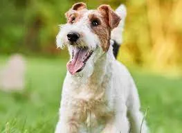 Shopping for Terrier A Guide to the Different Types of Terrier Breeds