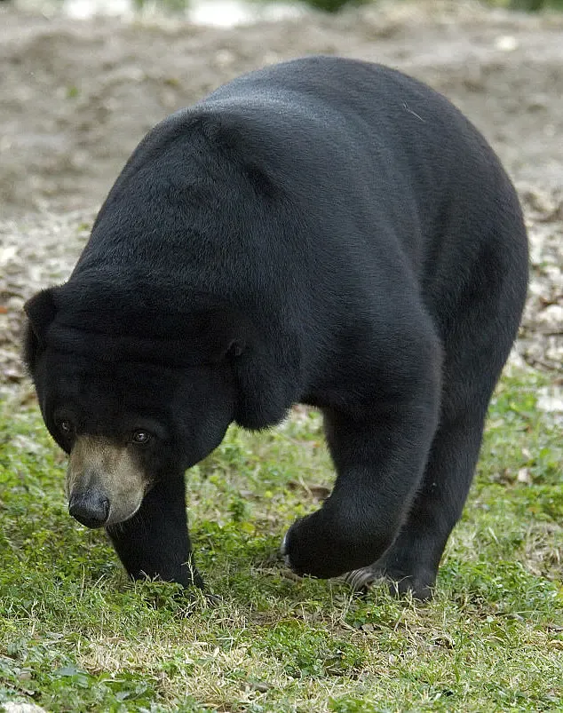 10 Ways to Save Solar Bears from Going Extinct