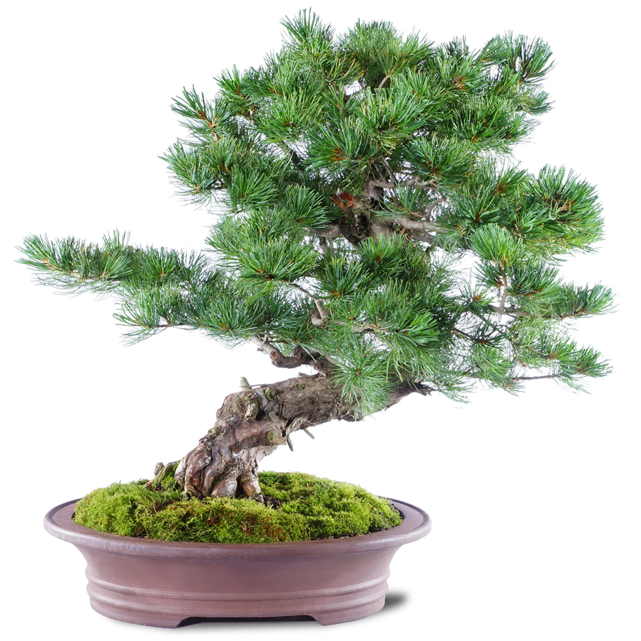 Spruce Up Your Home Decor: Discover 5 Captivating Miniature Trees