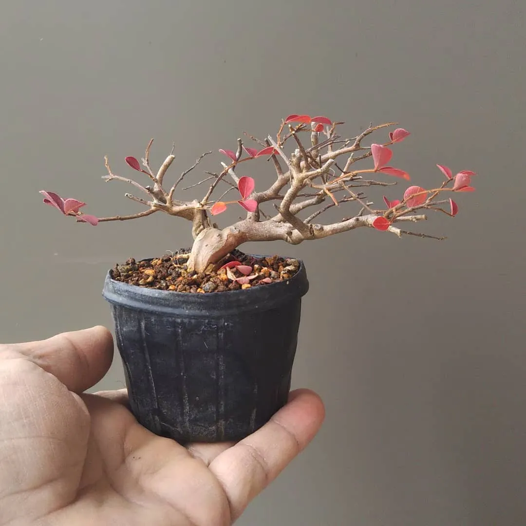 Spruce Up Your Home Decor: Discover 5 Captivating Miniature Trees